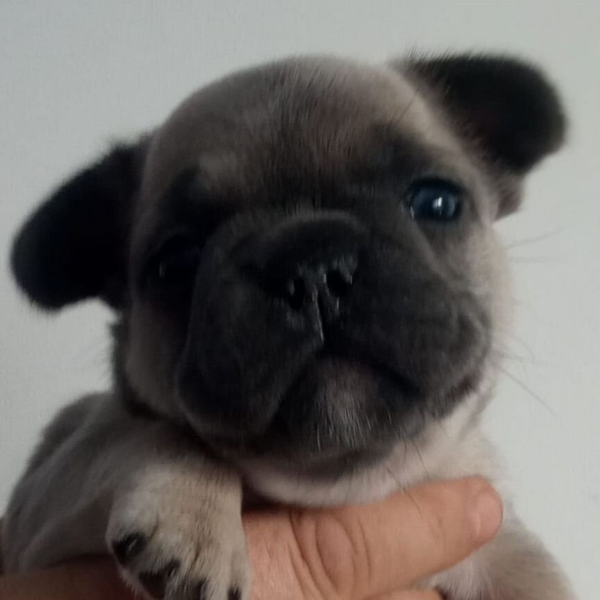 Французский бульдог