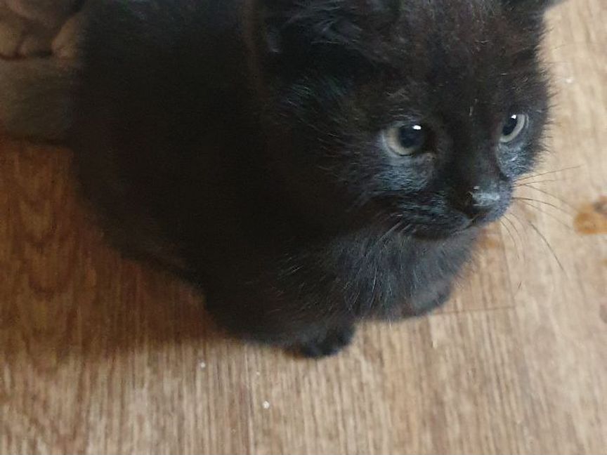 Шотланский котенок