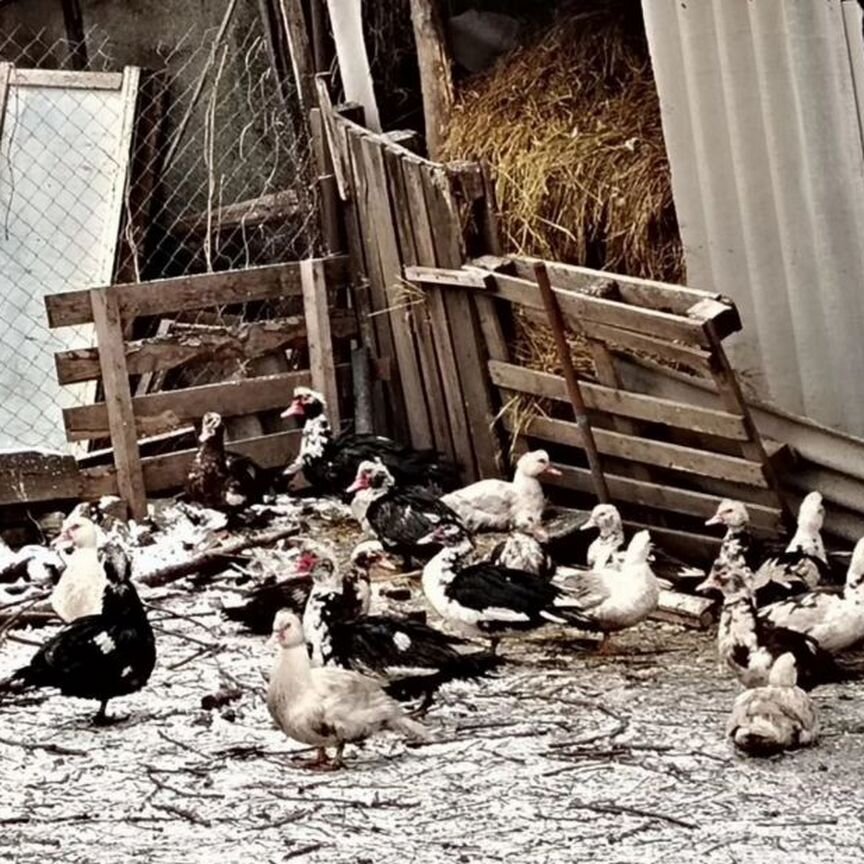 Утки шипуны