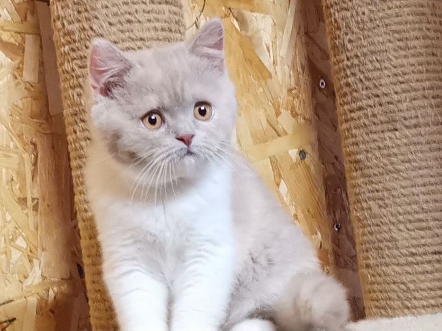 Британская трехцветная