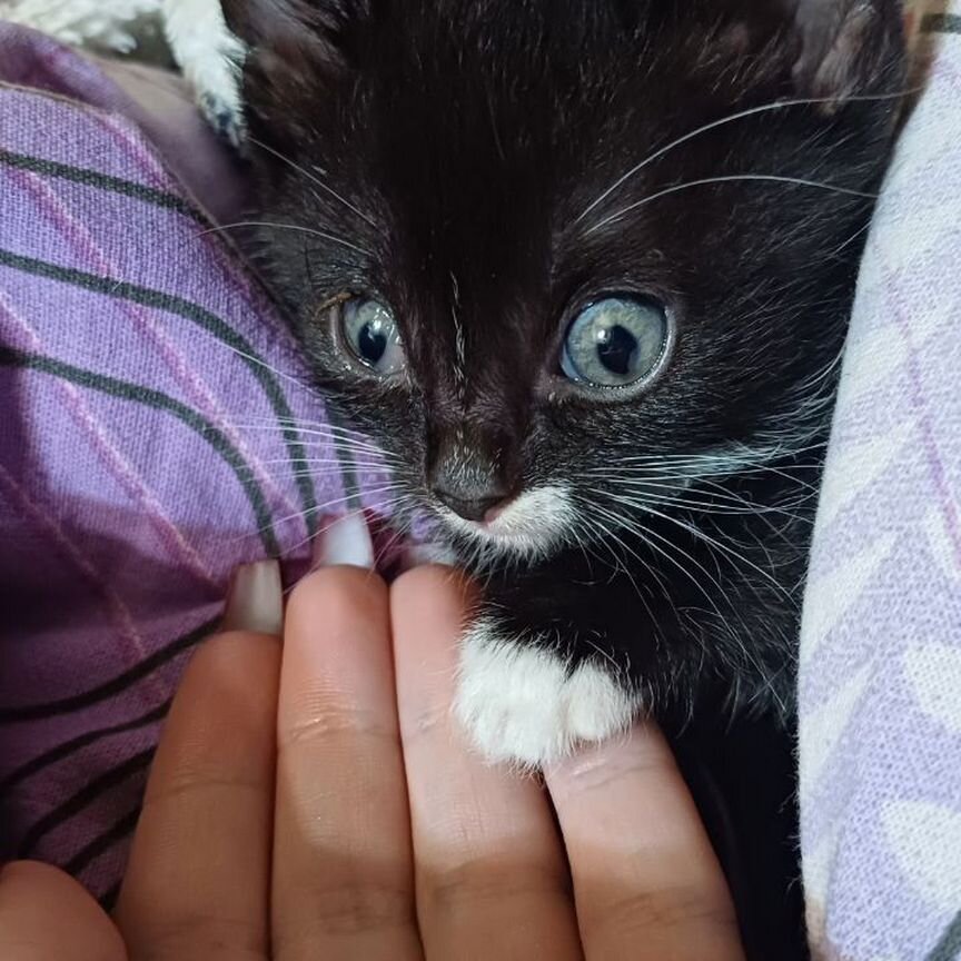 Милые котята в добрые руки