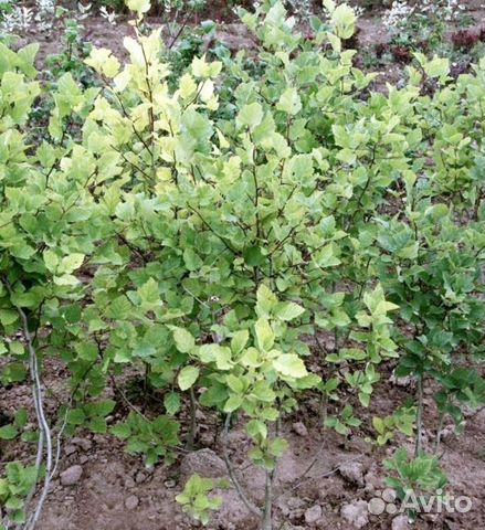 Боярышник мягковатый Crataegus submollis купить в Москве | Товары для ...