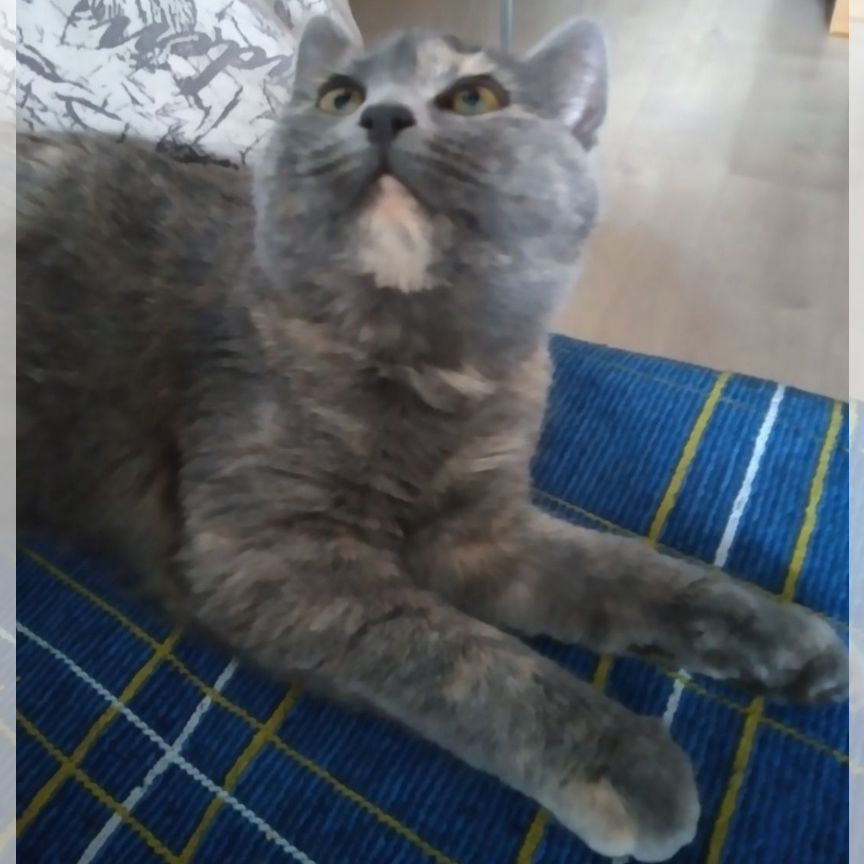 Котята в добрые руки мальчик идевочка