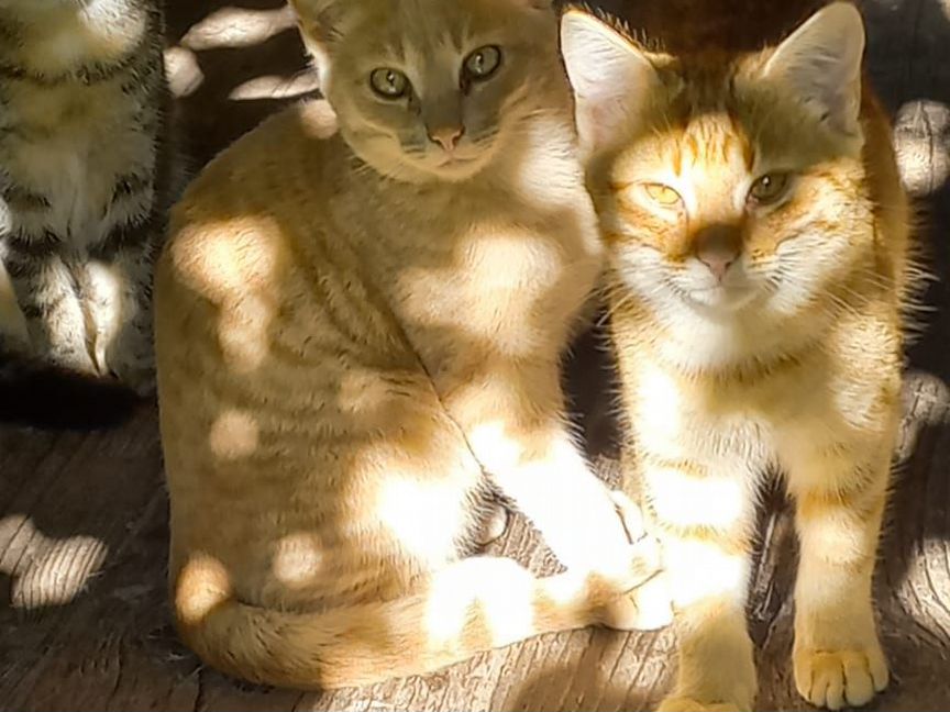 Котята рыжики и серенькая сестренка в добрые руки
