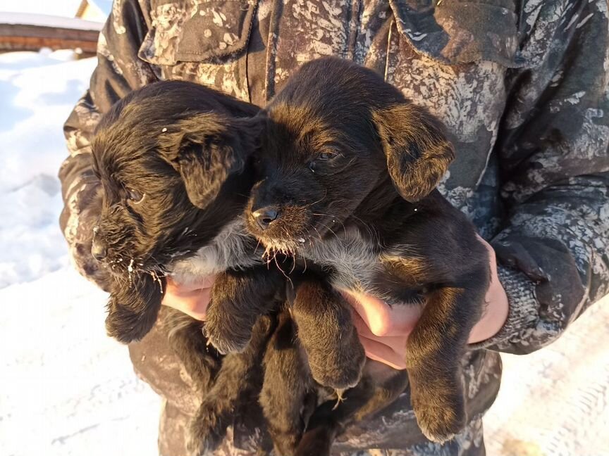 Щенки метисы Спаниеля