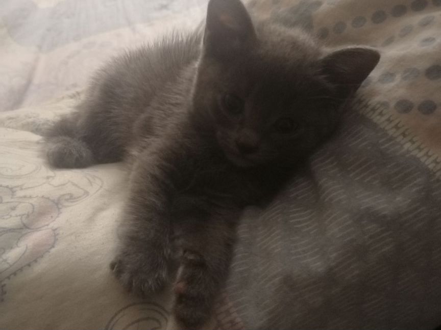 Русская голубая котенок