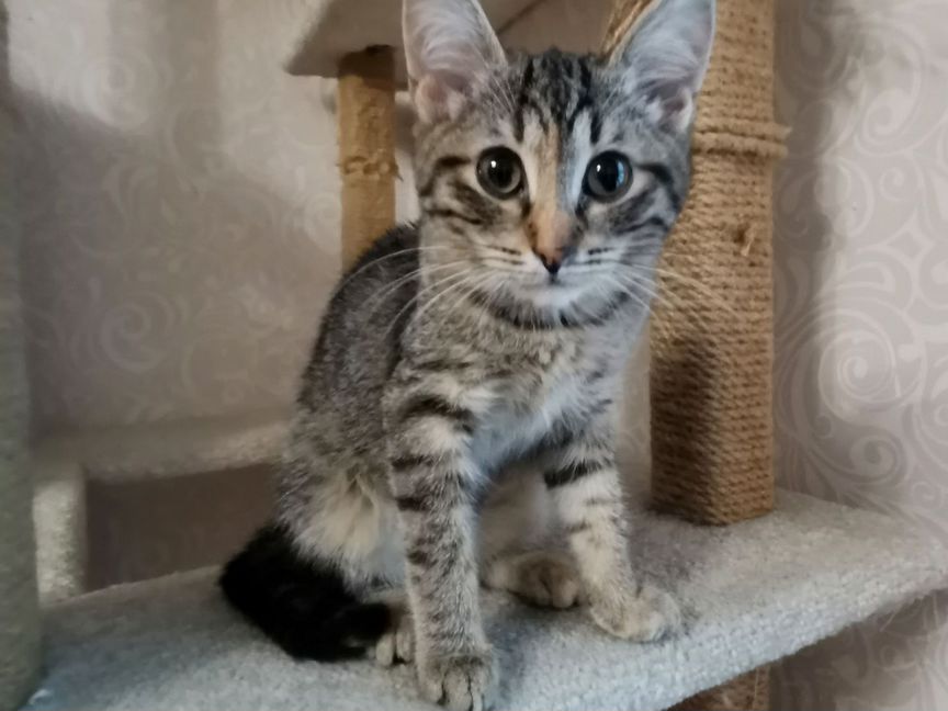 Котёнок кошечка Феня в дар