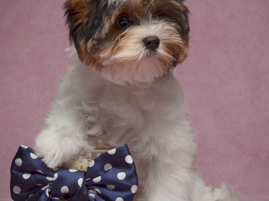 Роскошная стандартная леди бивера