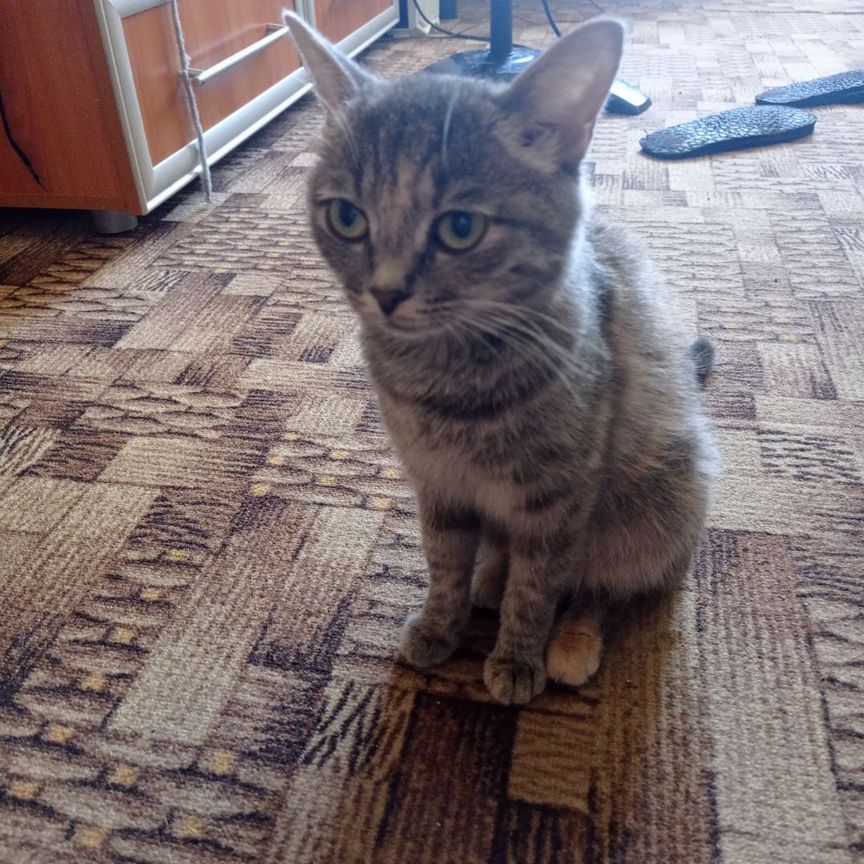 Кошечка серая и ее котята