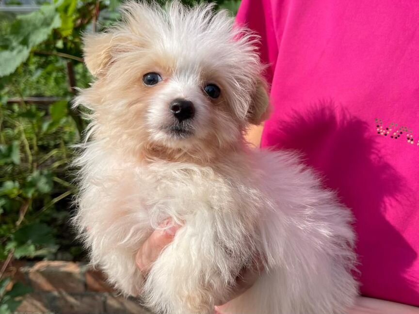 Помапу мальчик