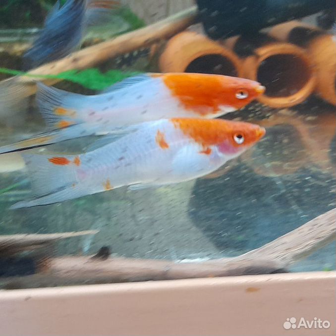 Меченосцы Санта Клаус и Рубины взрослые самцы