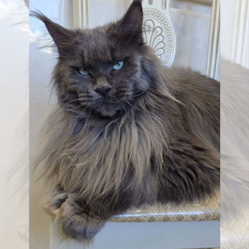 Мейн-кун, взрослая кошка