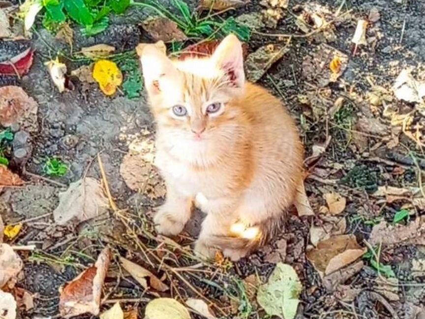 «Дачница-удачница». Котятки в добрые руки