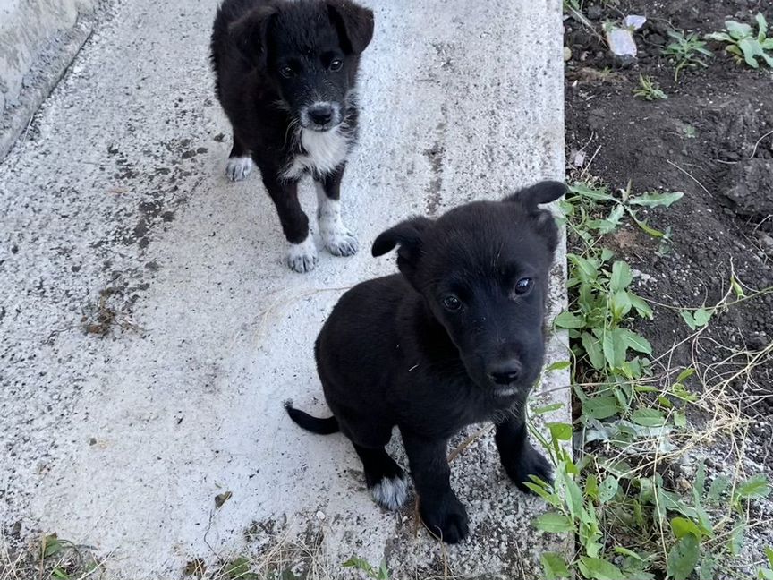 Щенки бесплатно