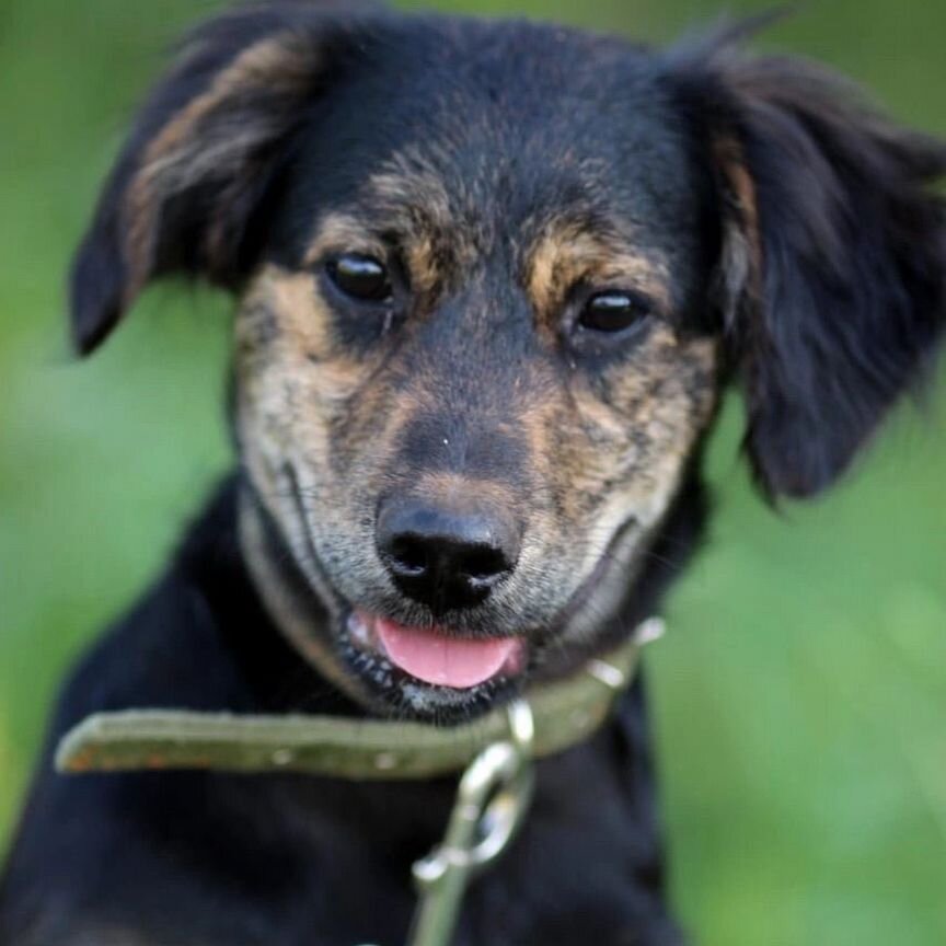 Ронни мечтает о доме