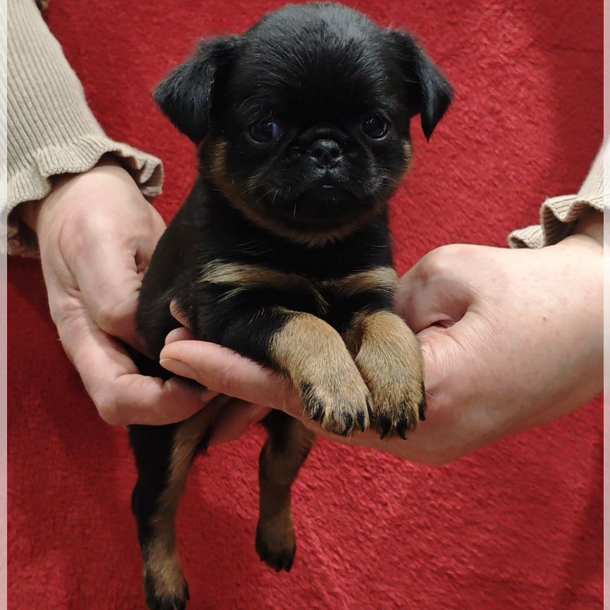 Пти-брабансон, щенок