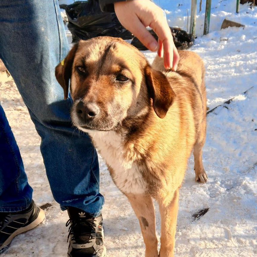 Собака в добрые руки