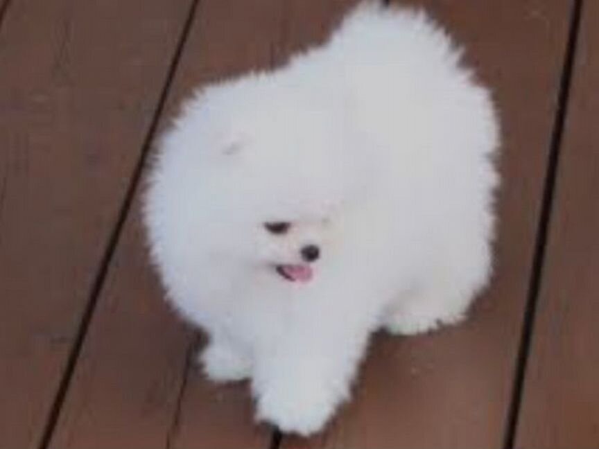 Шпиц померанский медведь