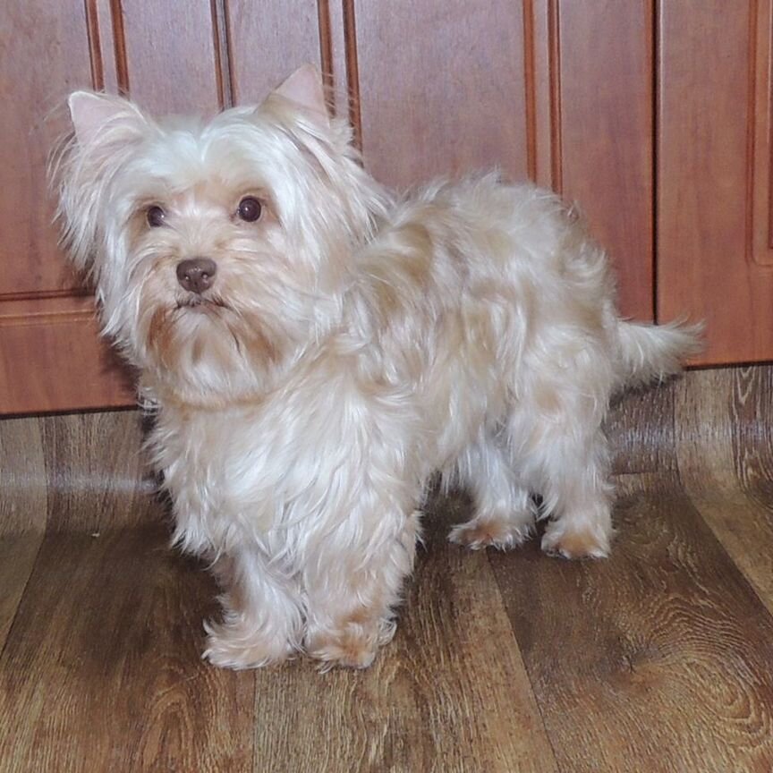 Йоркширский терьер, взрослая собака