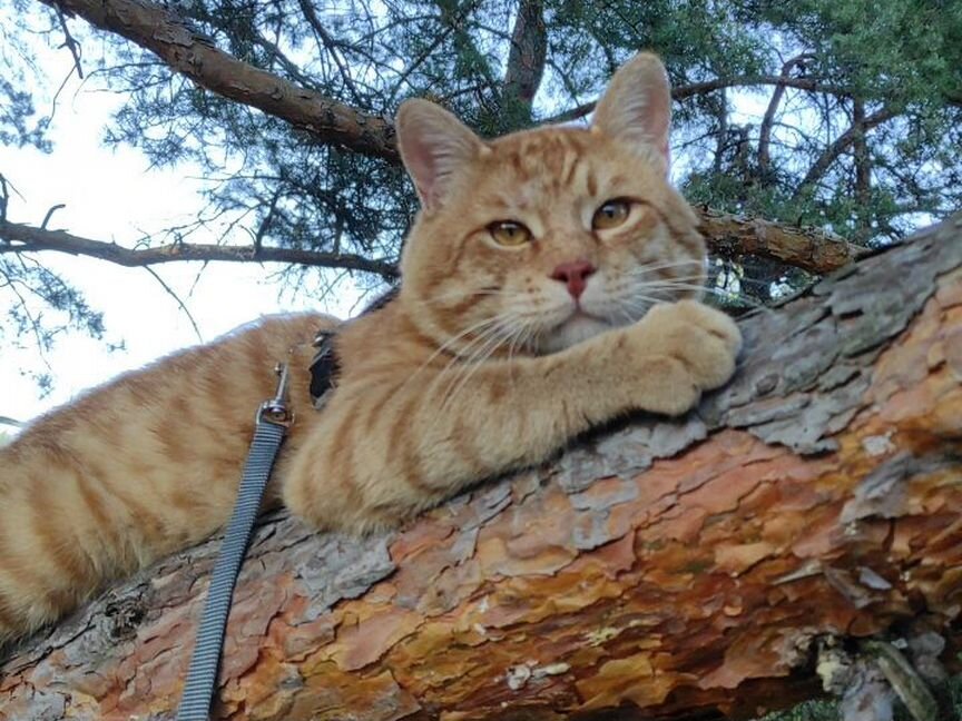 Курильские коты ждут невест