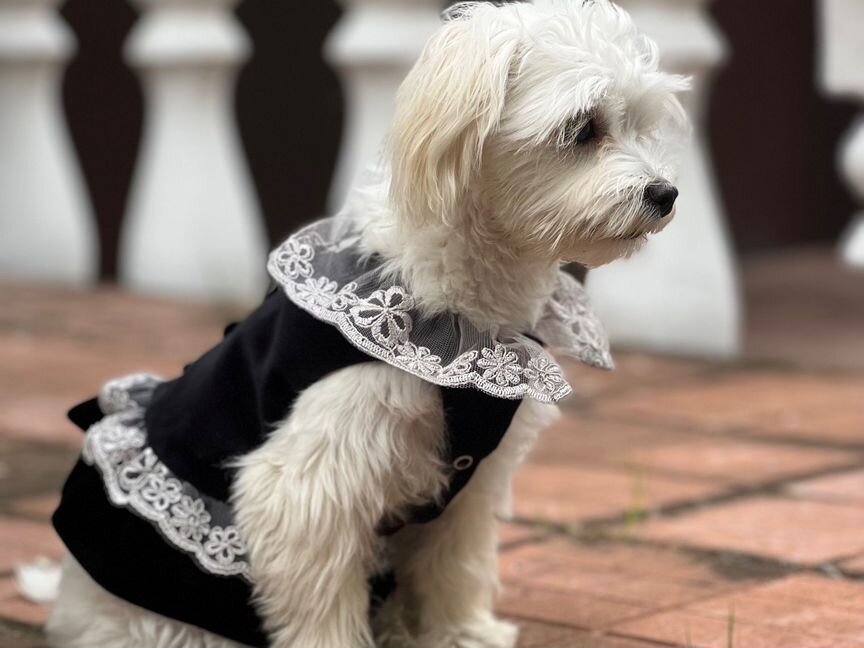 Одежда для собак «Фифа»