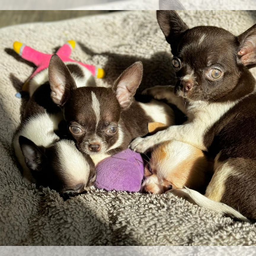 Щенки чихуахуа. Бело-шоколадные мальчики