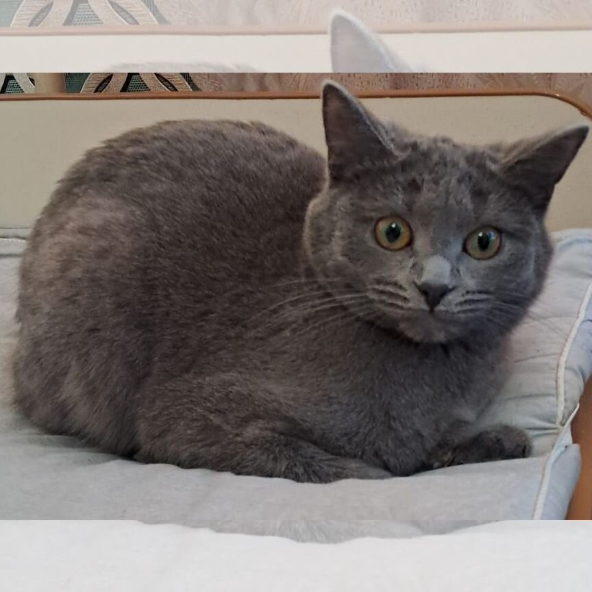 Британский короткошёрстный котёнок