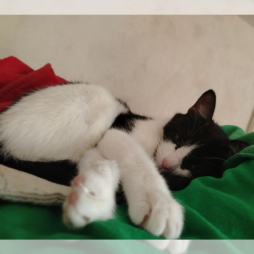 Взрослая, кошка в добрые руки