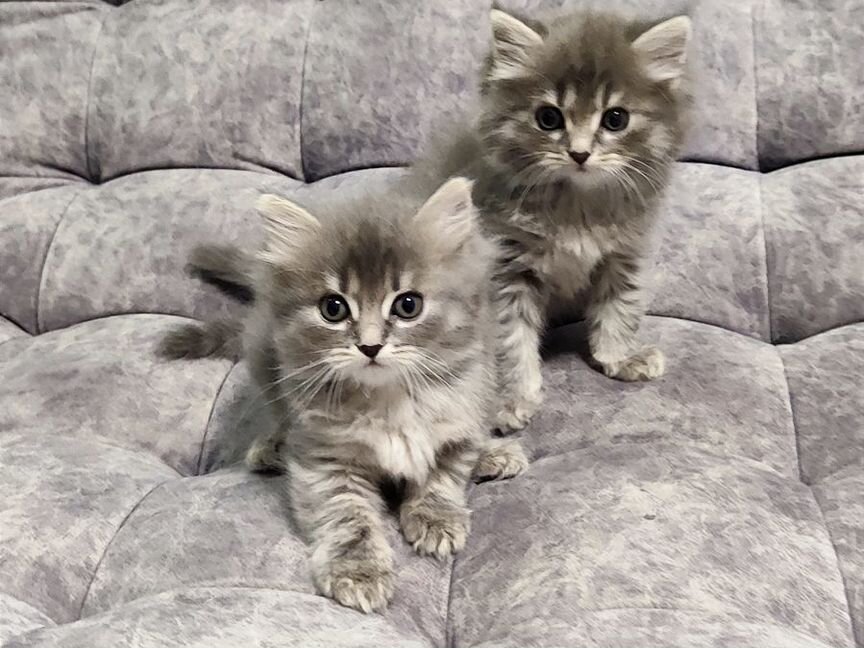 Сибирские котята