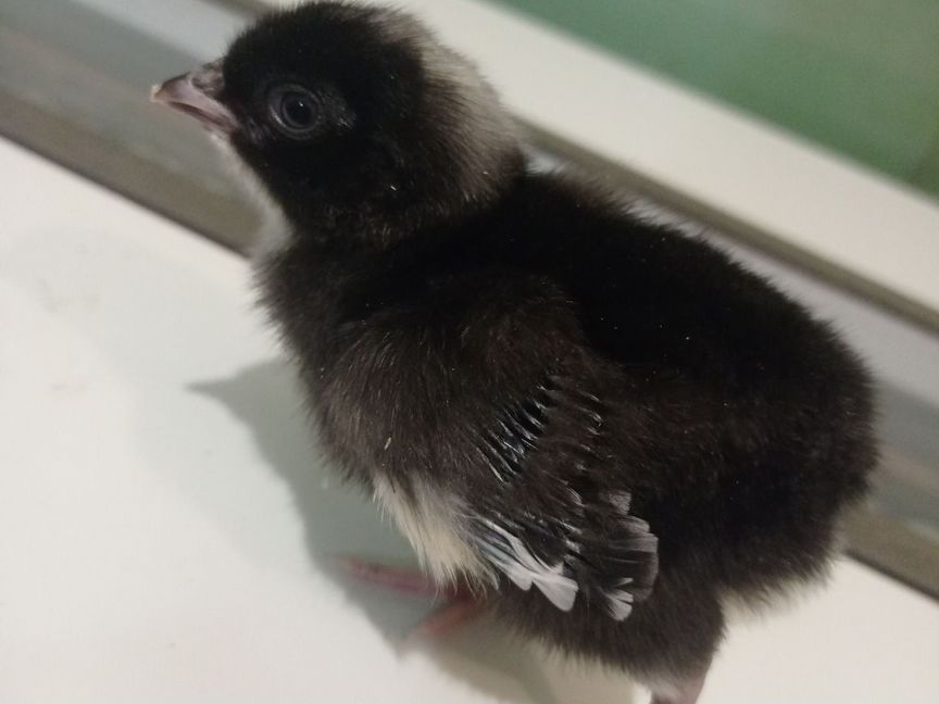 Цыплята породы Плимутрок