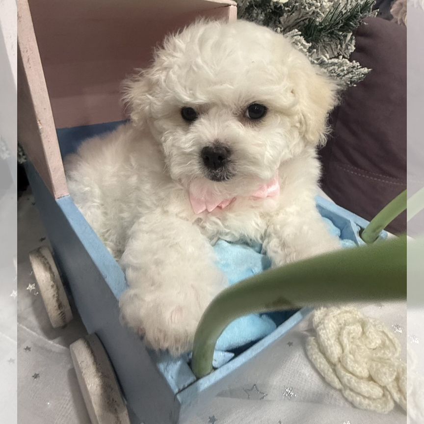 Бишон фризе, щенок