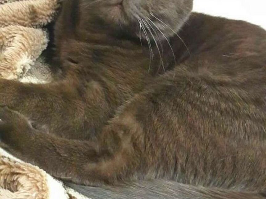 Ищу шотландского вислоухого кота на вязку