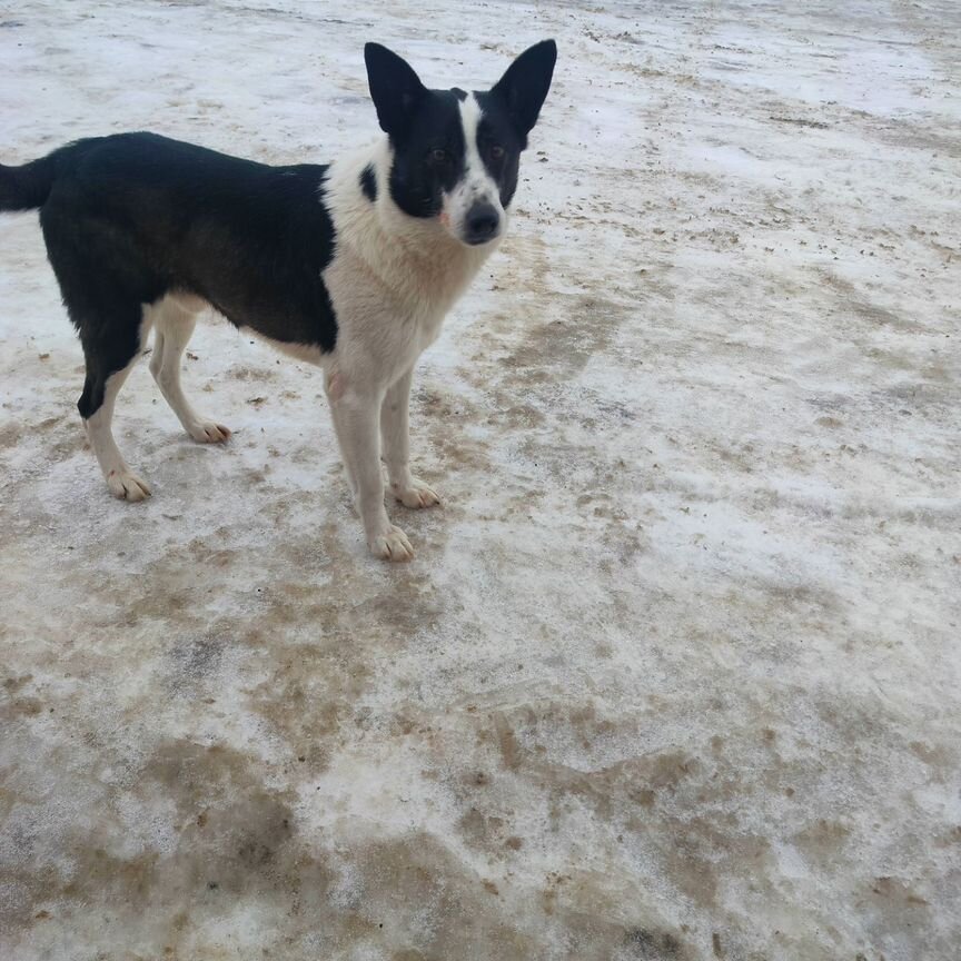 В добрые руки