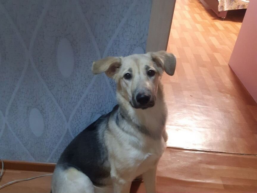 Собака в добрые руки