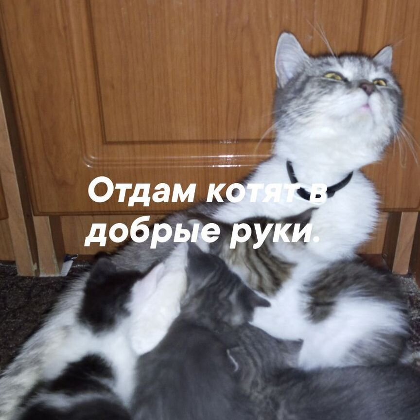 Продажа котят