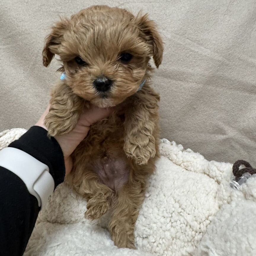 Мальчишка мини мальтипу