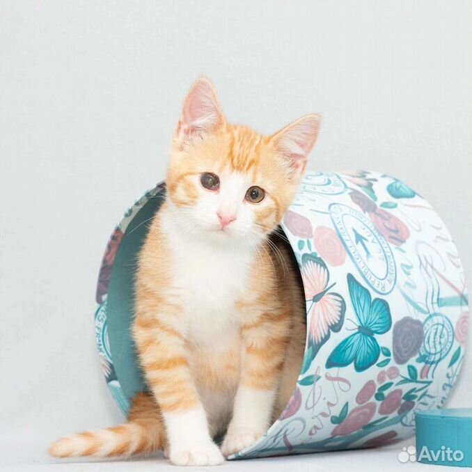 Солнечный малыш,ищет дом