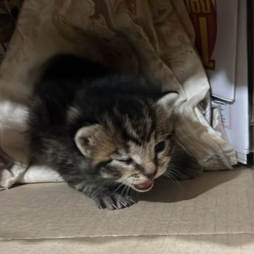 Котята в добрые руки бесплатно