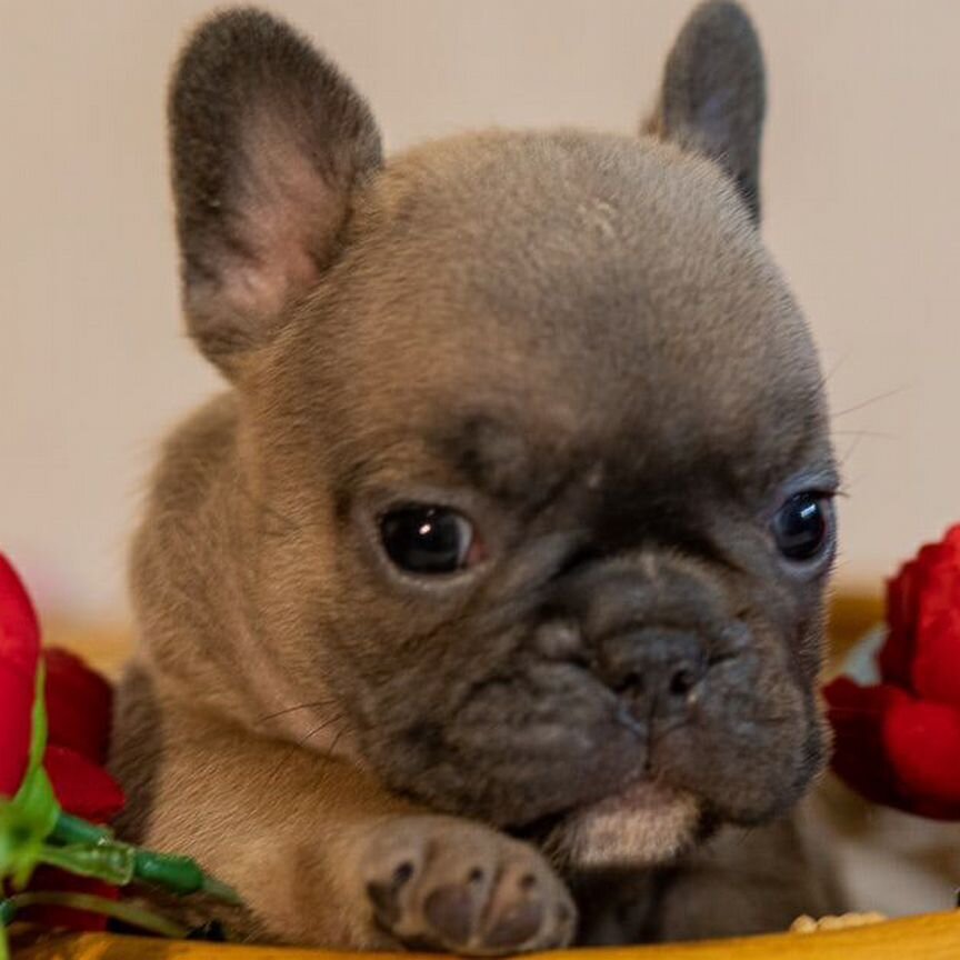 Французский бульдог, щенок