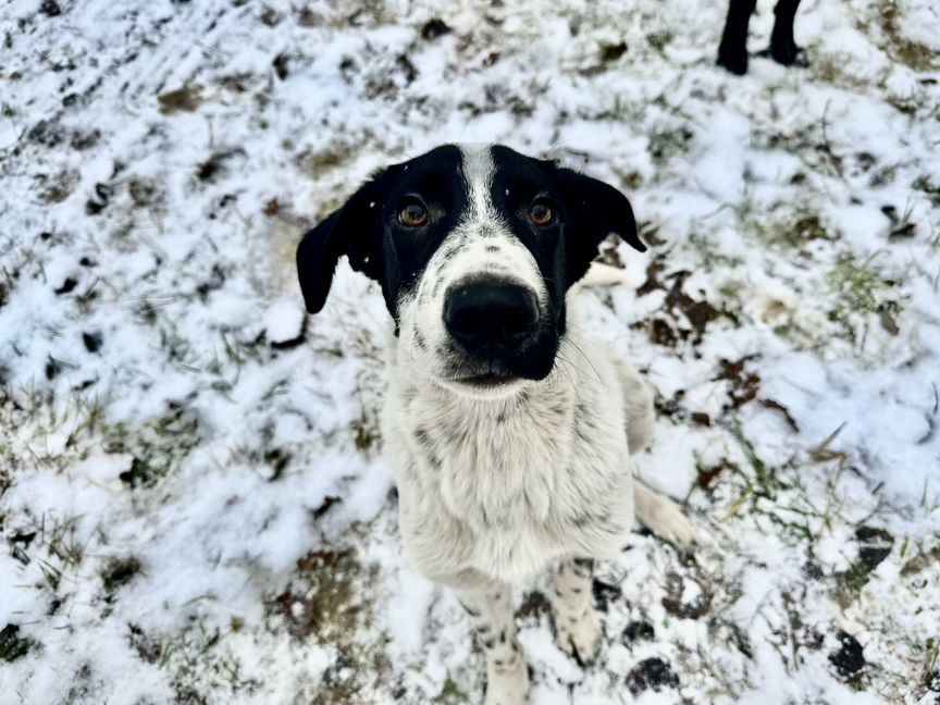 Мальчик щенок собака ищет новый дом в добрые руки