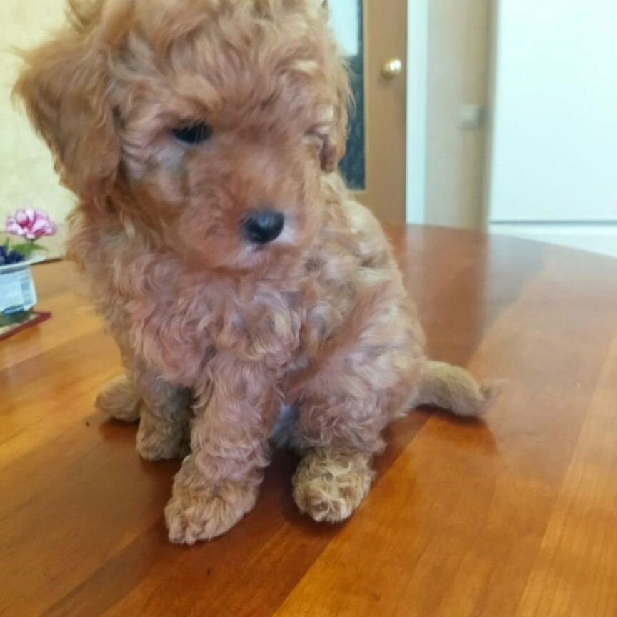 Щенки пуделя