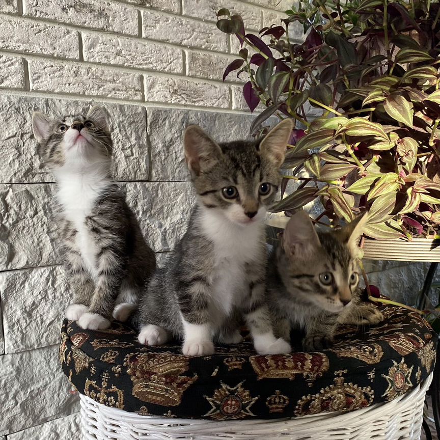 Котята от домашней кошки