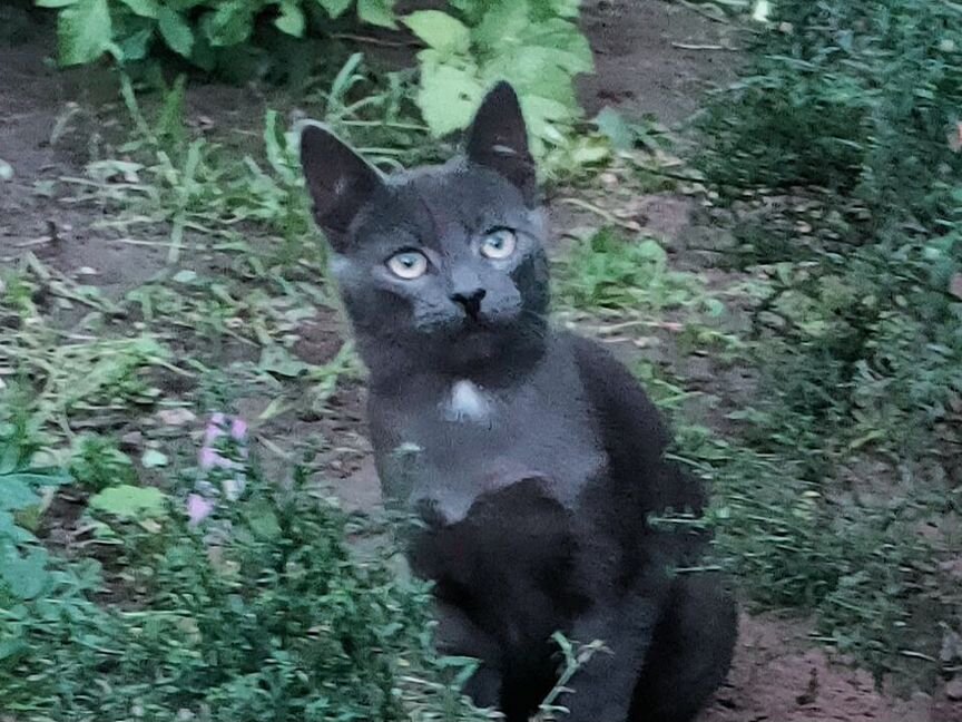 Котенок
