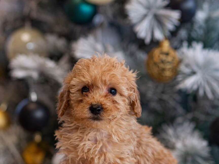 Той пудельки