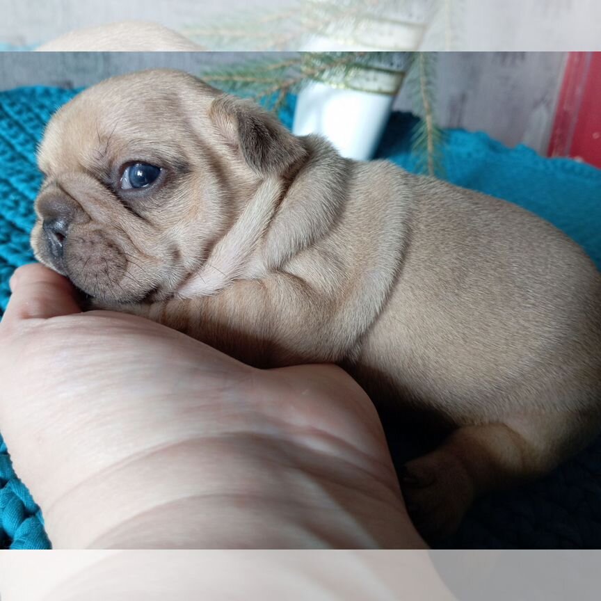 Французский бульдог щенки