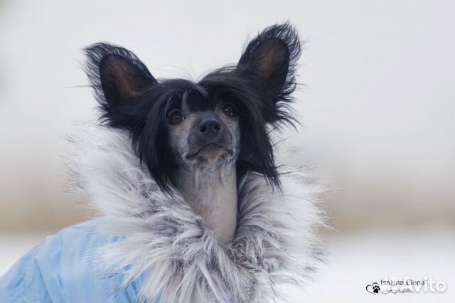Шикарный парень кхс
