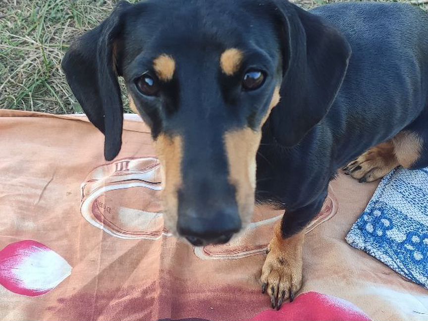 Кроличья жесткошерстная такса связка