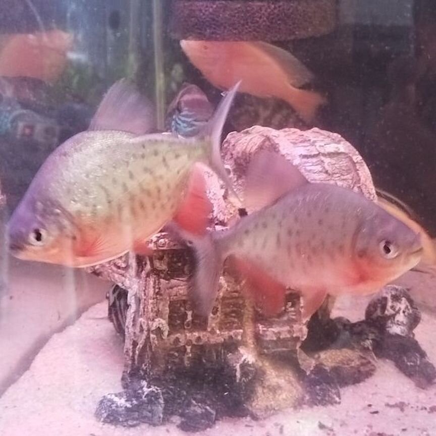 Паку красный