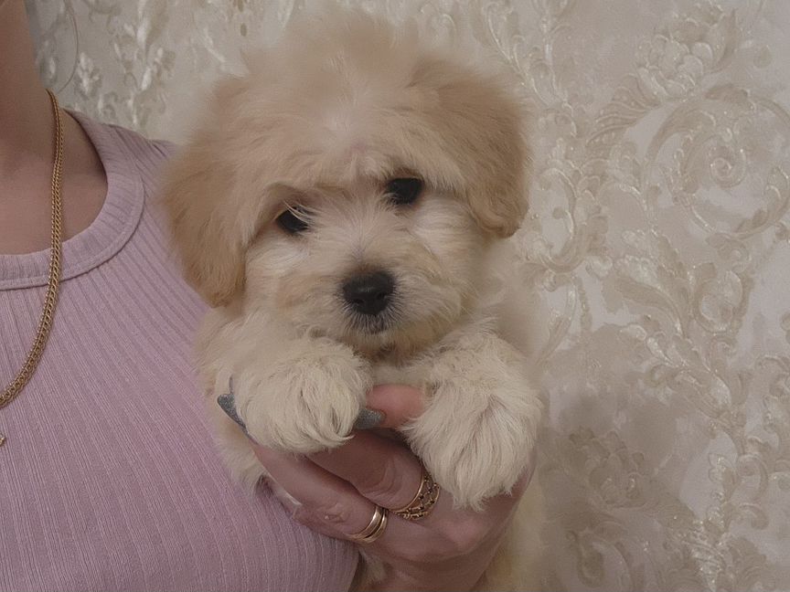 Щенки мальтипу f1 мини