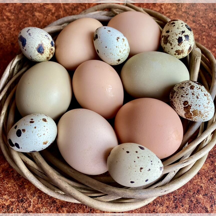 Домашние куриные и перепелиные яйца